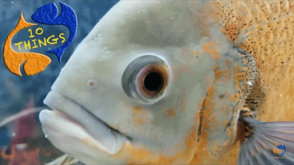 How to Care for Oscar fish - Everything You Need Know