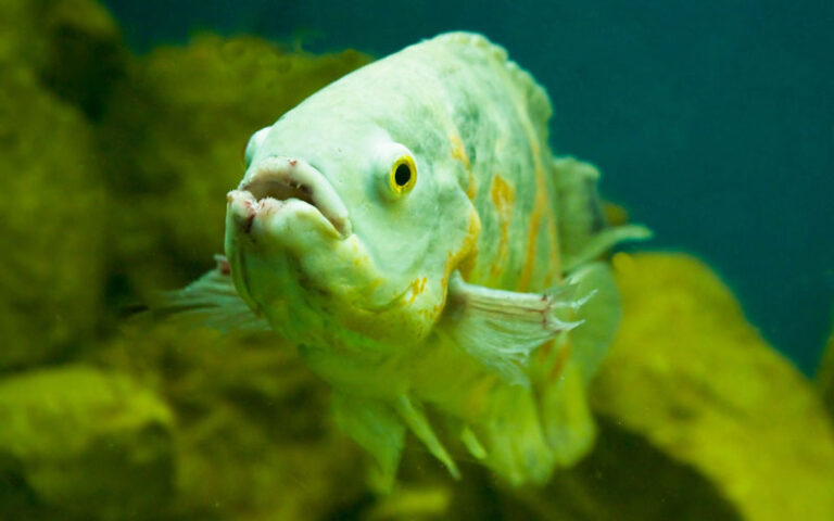 Oscar Fish Diseases and Treatments