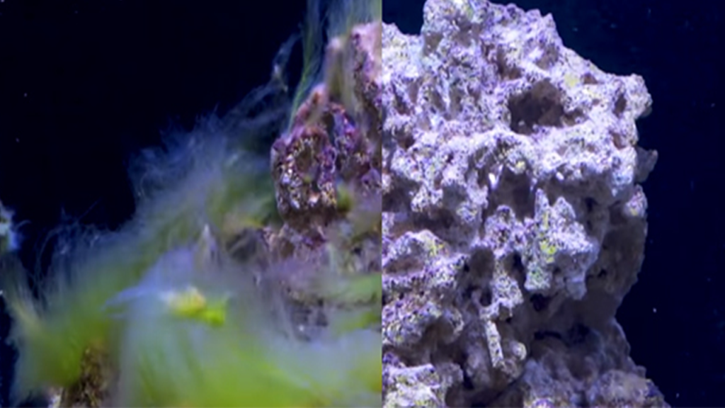 Common Nuisance Algae and How to Treat Them