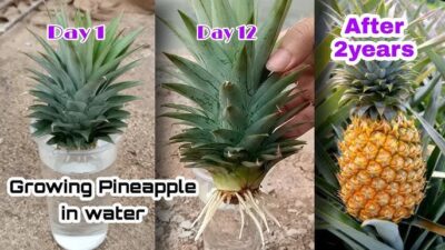 How To Grow Pineapples